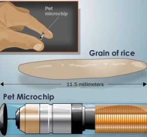 Microchip de identificacion para mascotas - Mar del Plata